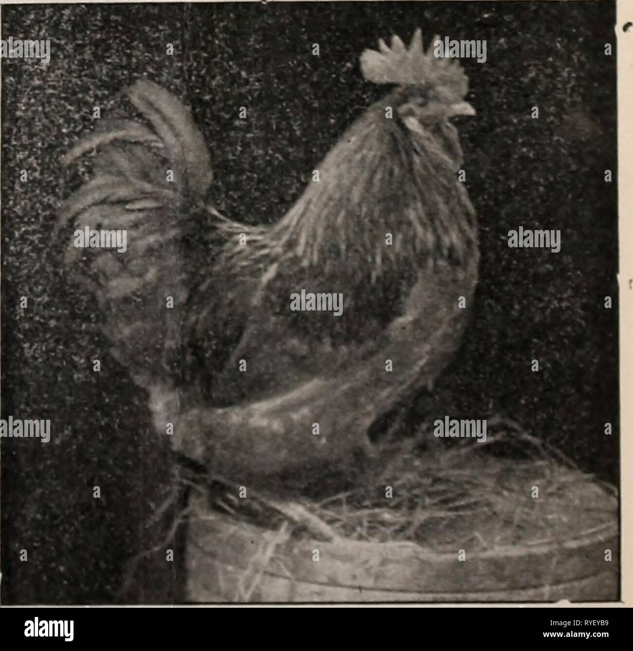 The Eastern poultryman (1903 Stock Photo - Alamy