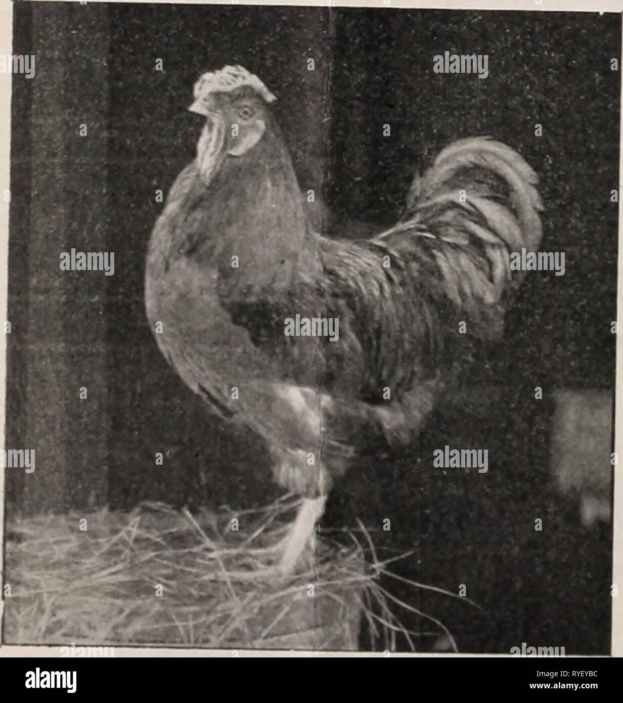 The Eastern poultryman (1903 Stock Photo - Alamy