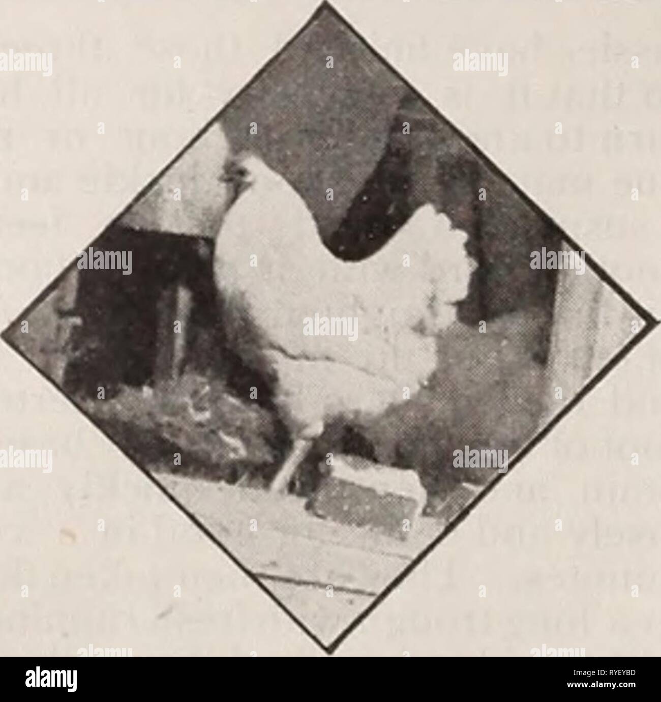 The Eastern poultryman (1904 Stock Photo - Alamy