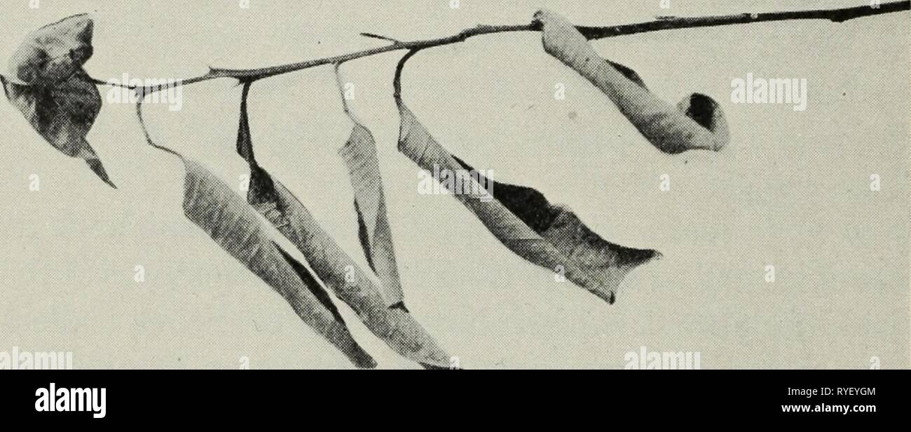 The effects of desiccating winds Stock Photo - Alamy