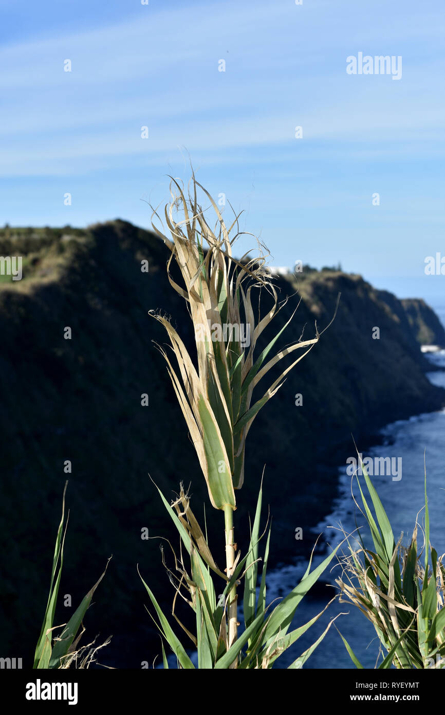 Close up look at a tall reed of grass Stock Photo - Alamy