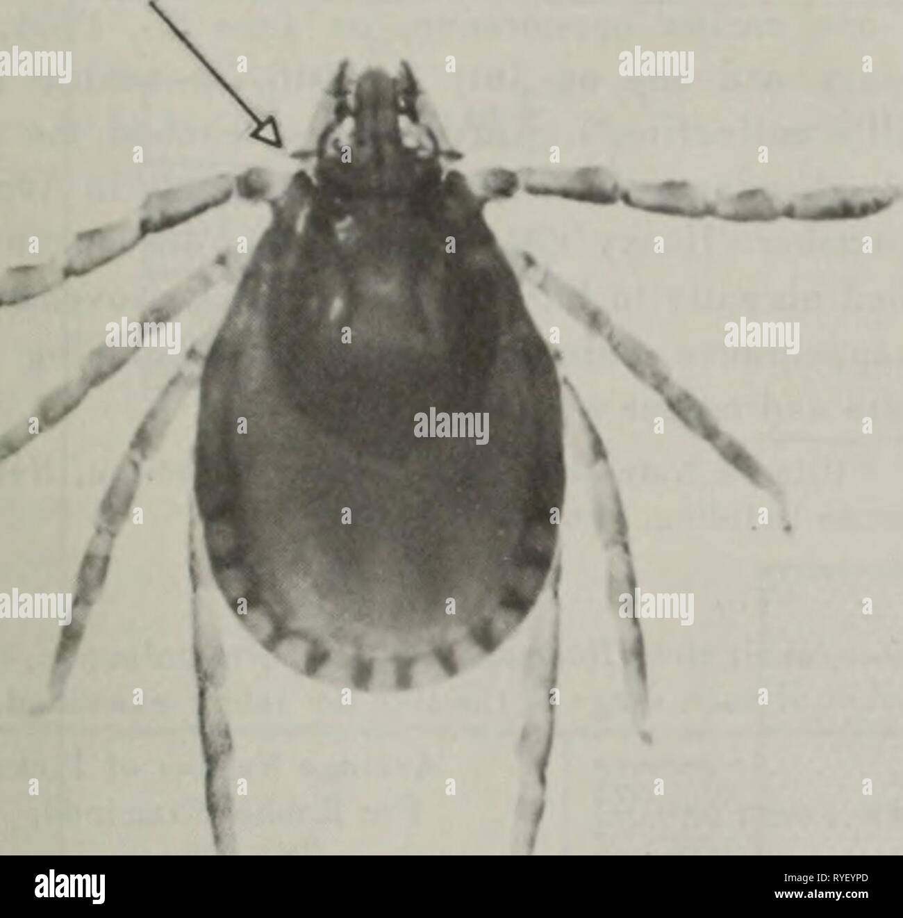 Ectoparasites of the cottontail rabbit Stock Photo - Alamy