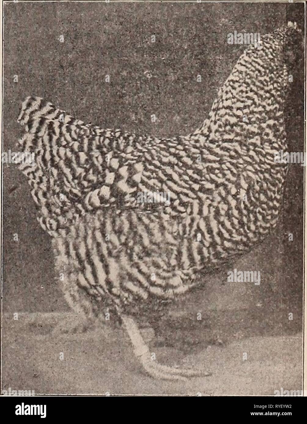 The Eastern poultryman (1902 Stock Photo - Alamy