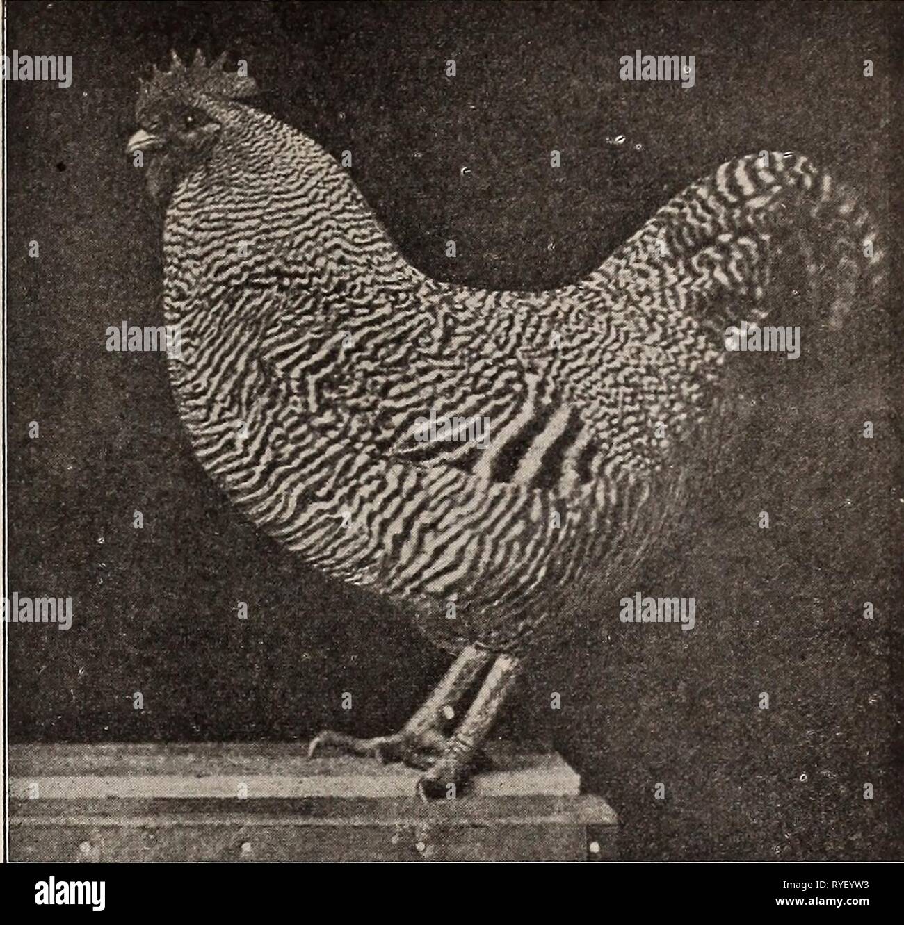 The Eastern poultryman (1902 Stock Photo - Alamy