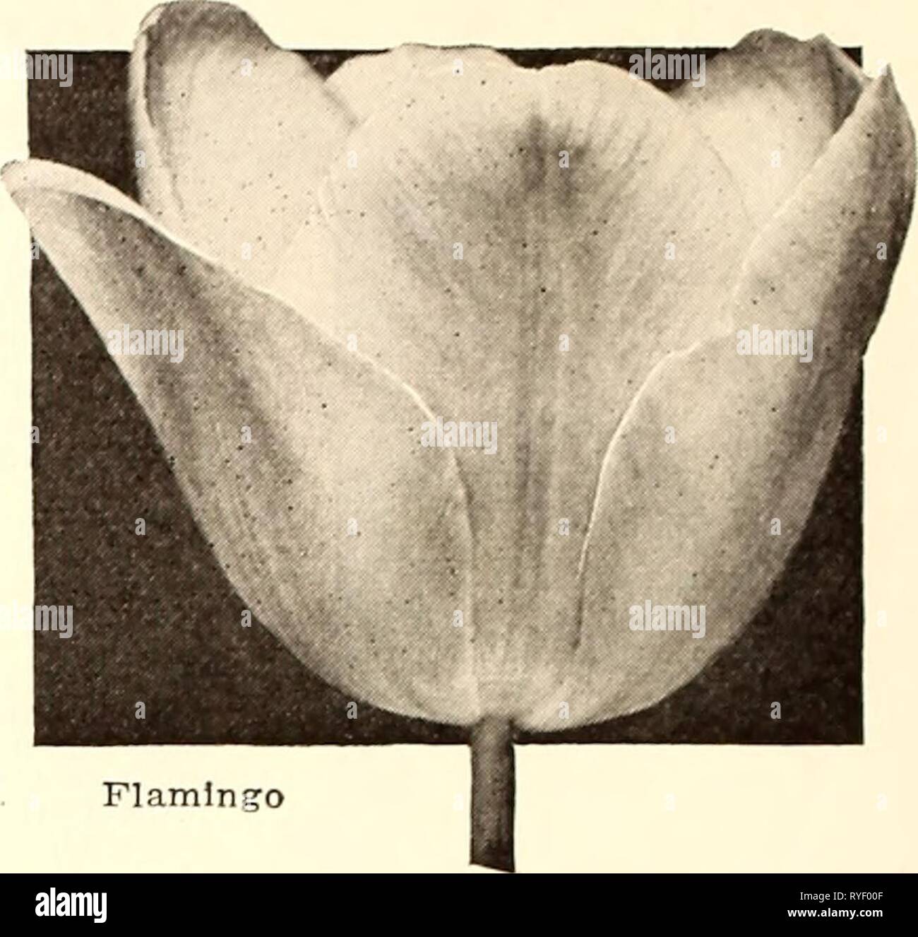 La tulipe noire hi-res stock photography and images - Alamy