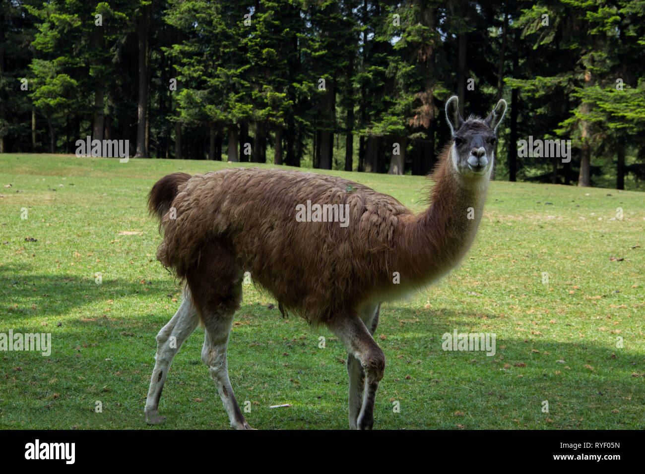 Lama zoo hi-res stock photography and images - Alamy