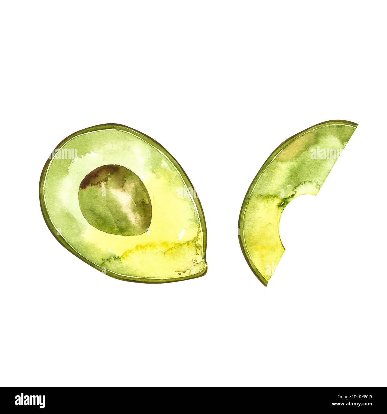 Avocado watercolor hand draw illustration isolated on white background ...