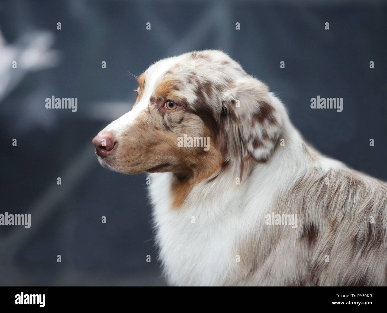 Portrait of a side view of a large dog Stock Photo - Alamy
