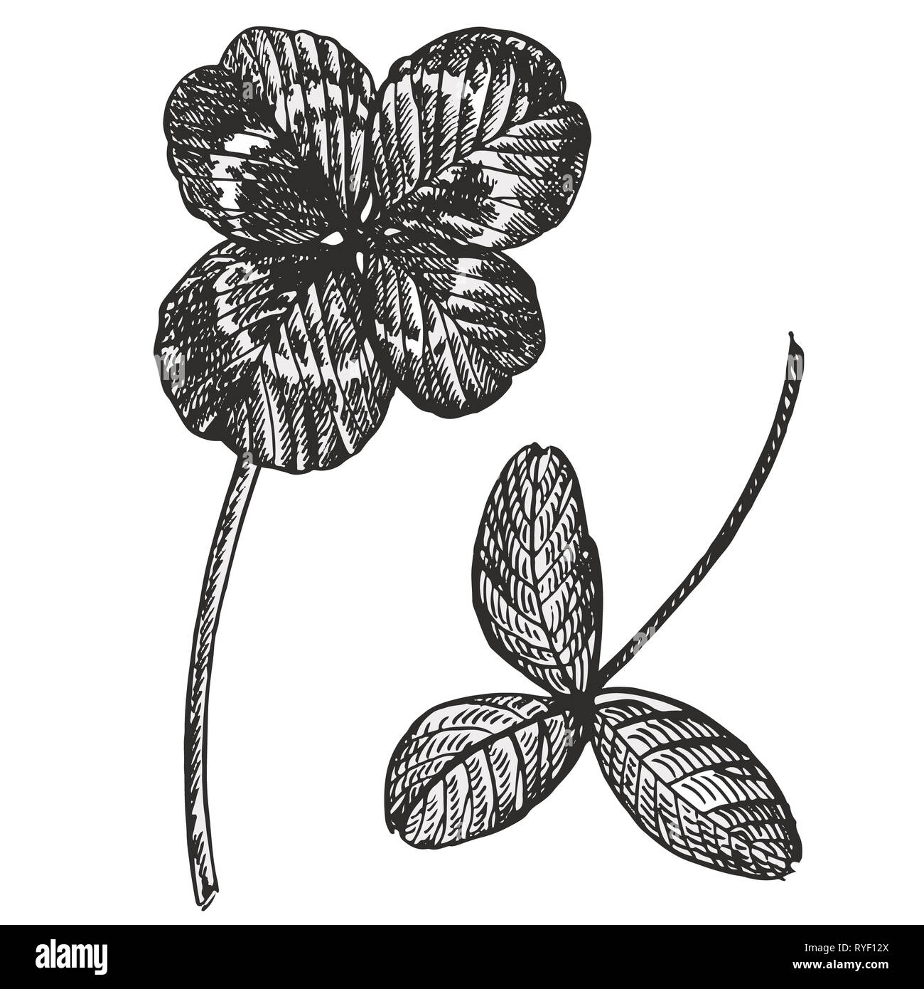 Clover set. Isolated wild plant and leaves on white background. Herbal ...