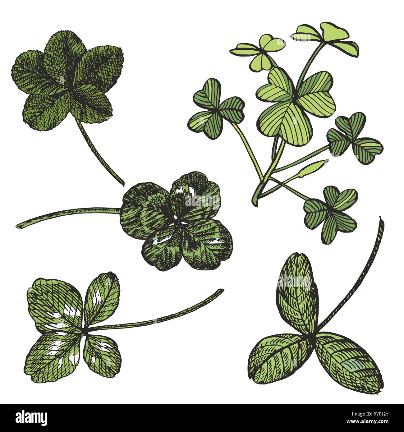 Clover set. Isolated wild plant and leaves on white background. Herbal ...