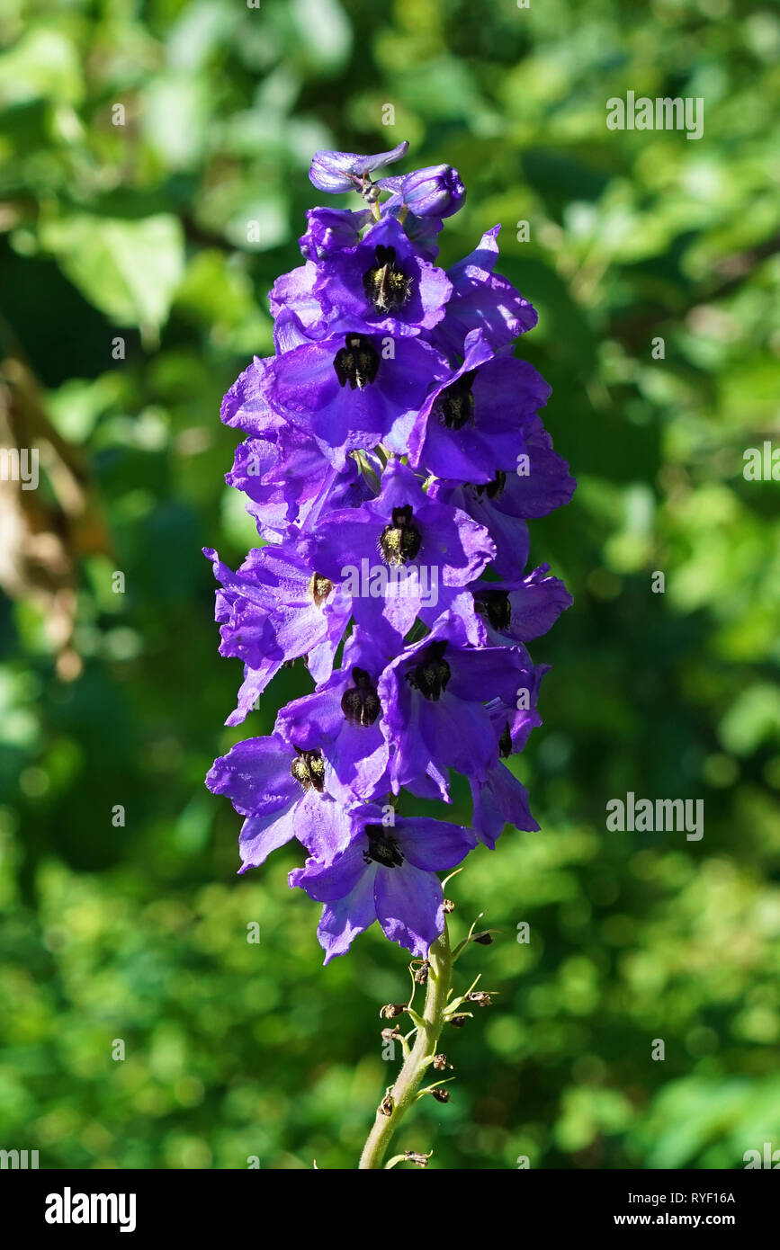 White alpine delphinium blooming hi-res stock photography and images ...