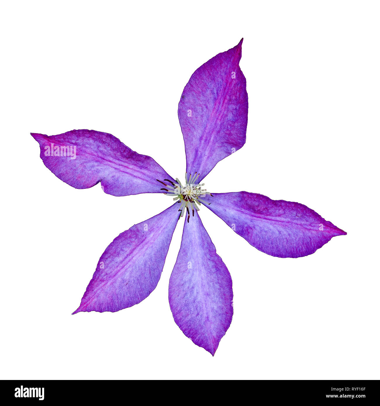flower with five petals isolated on white background Stock Photo - Alamy