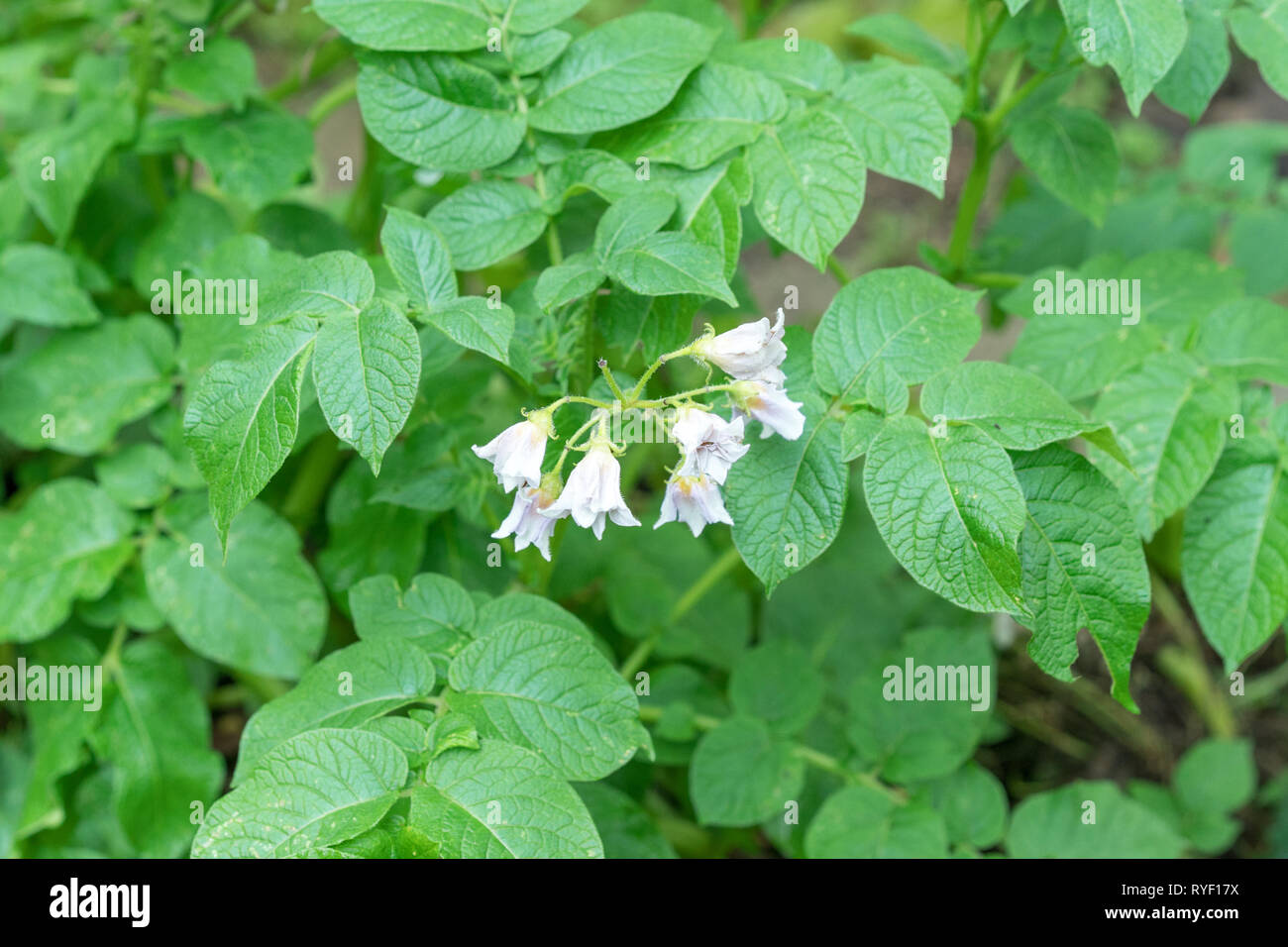 White potato tree hi-res stock photography and images - Alamy