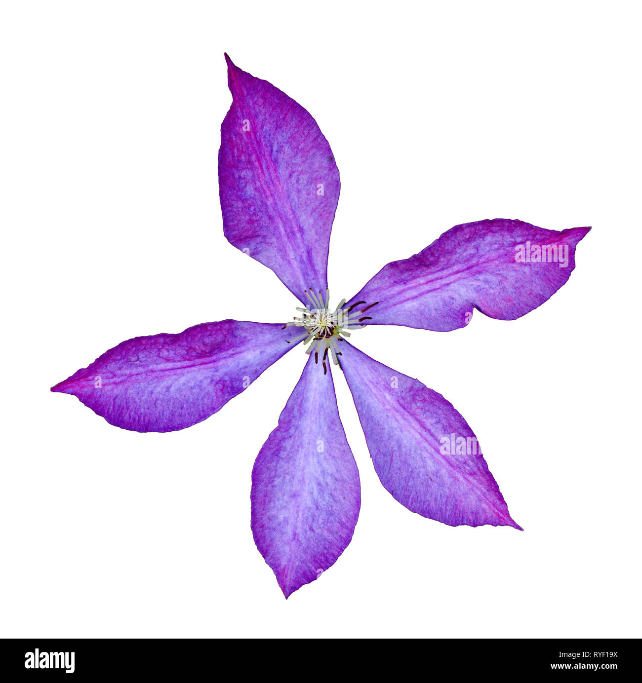 Yellow spring flower five petals hi-res stock photography and images ...