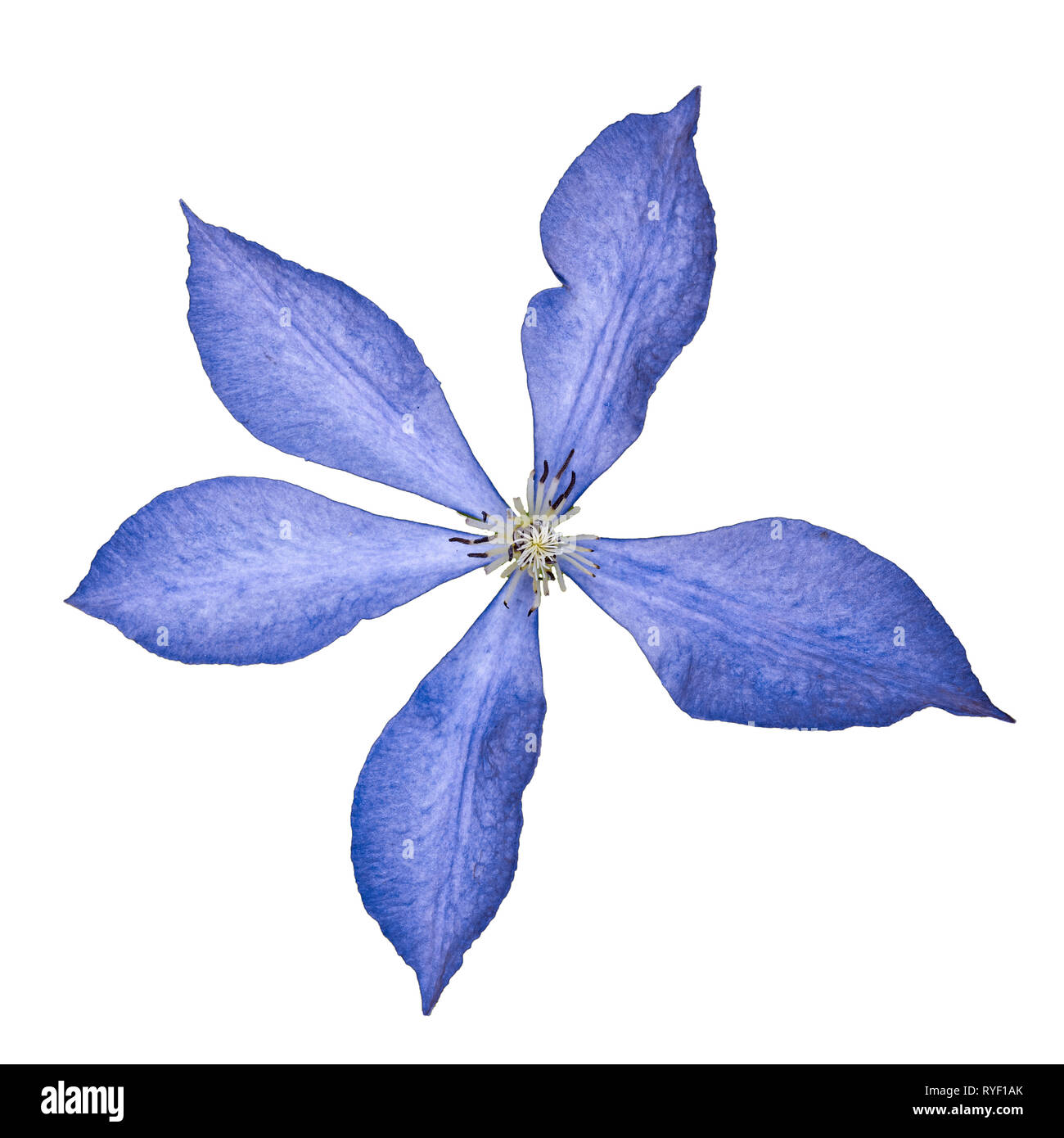 flower with five petals isolated on white background Stock Photo - Alamy