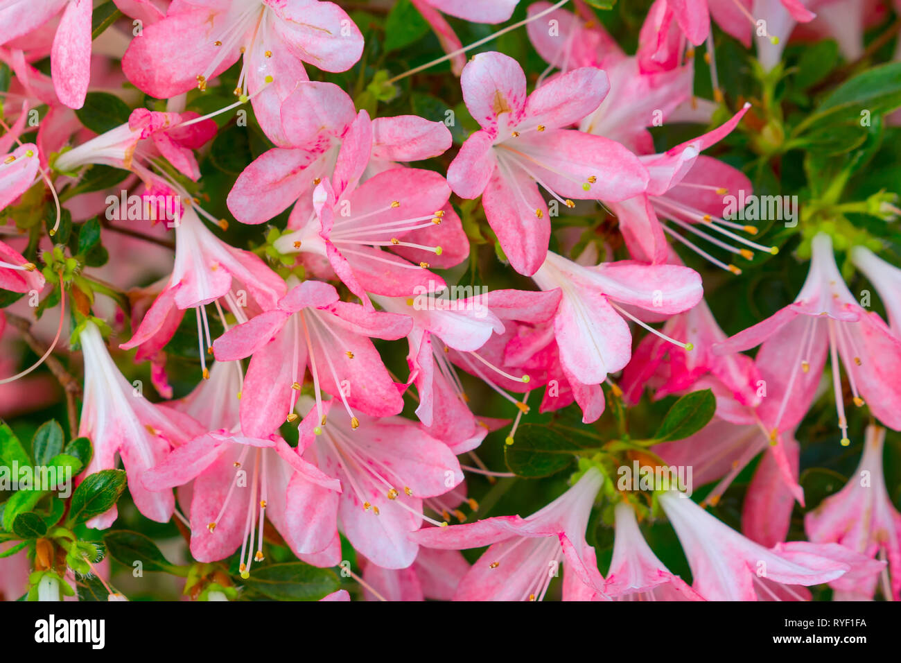 Azalea bloom up close hi-res stock photography and images - Alamy