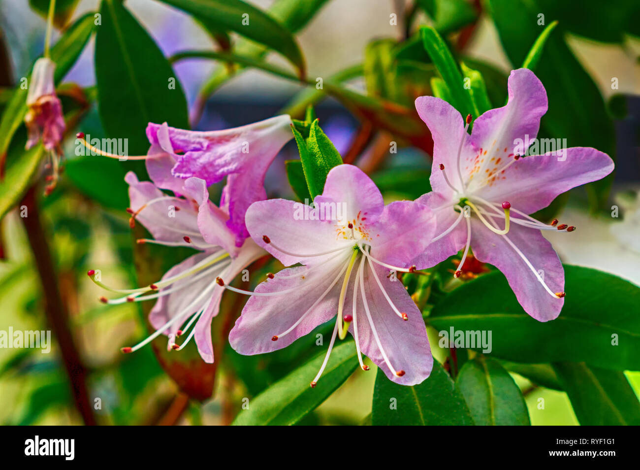 Red indian azalea hi-res stock photography and images - Alamy