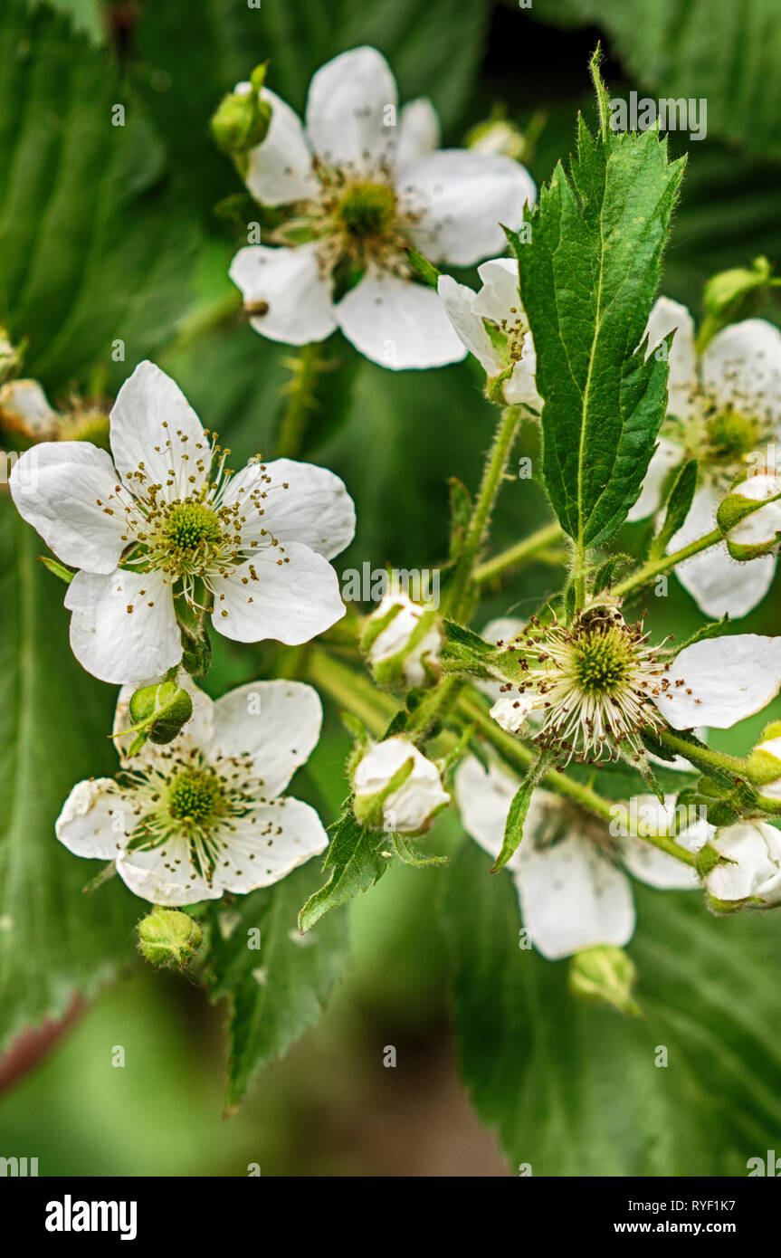 Little white flowers hi-res stock photography and images - Alamy
