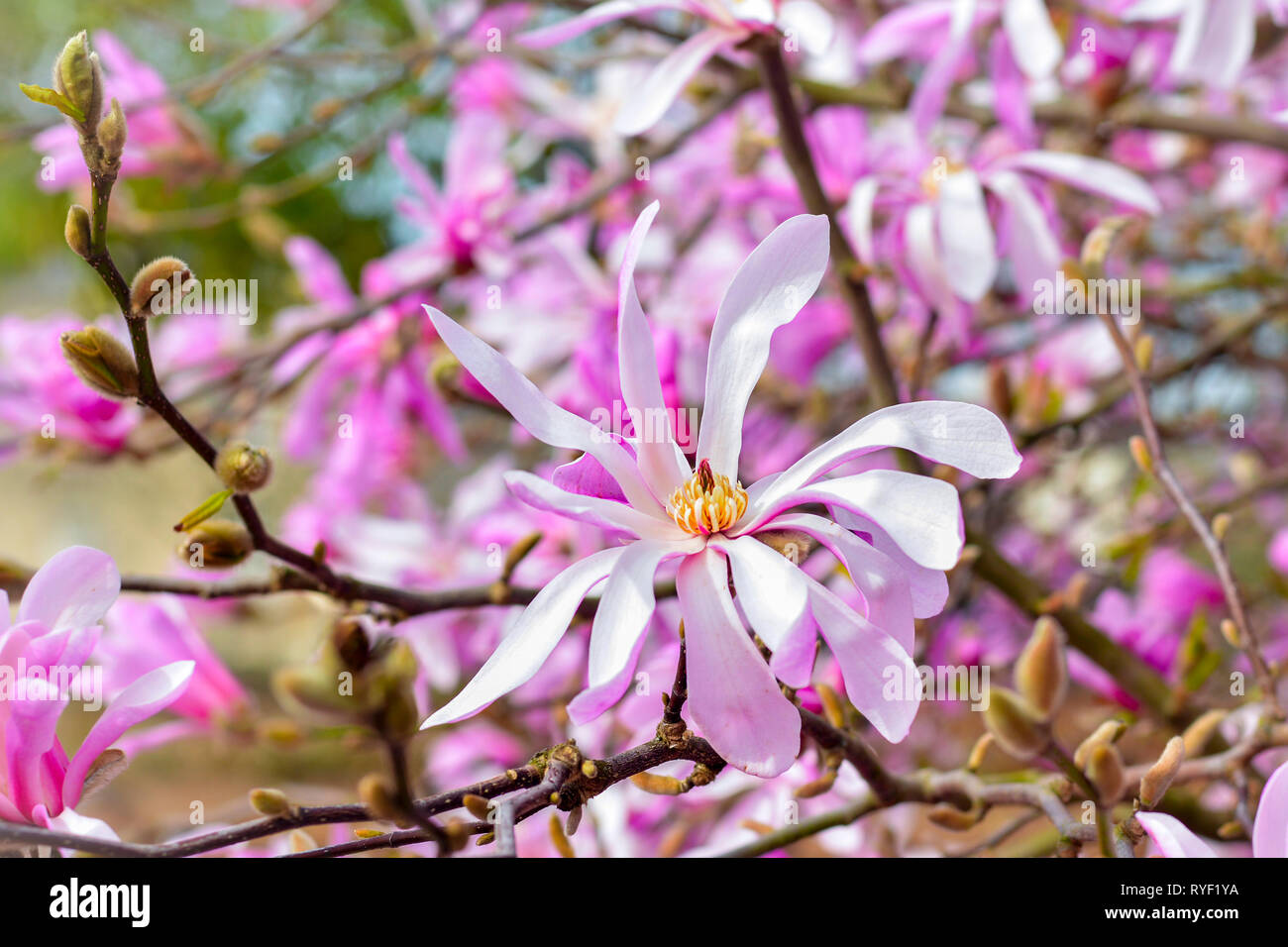 Rose pink magnolia blooms hi-res stock photography and images - Alamy