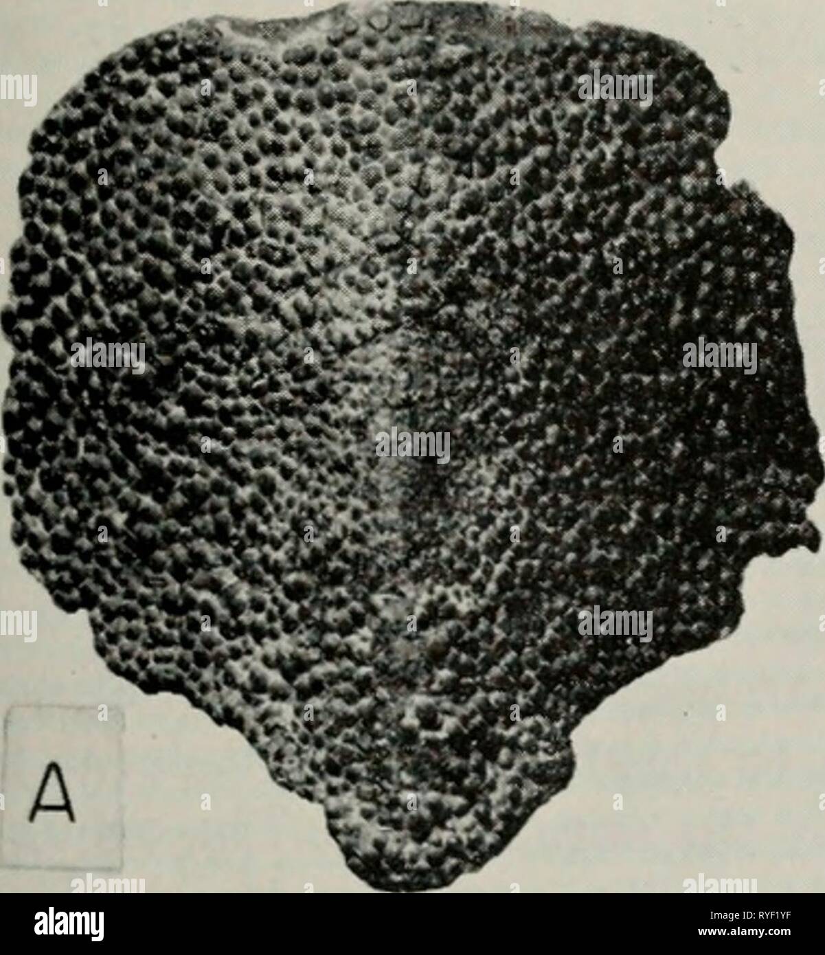 Early Devonian fishes from Utah : Arthrodira earlydevonianfis119deni ...