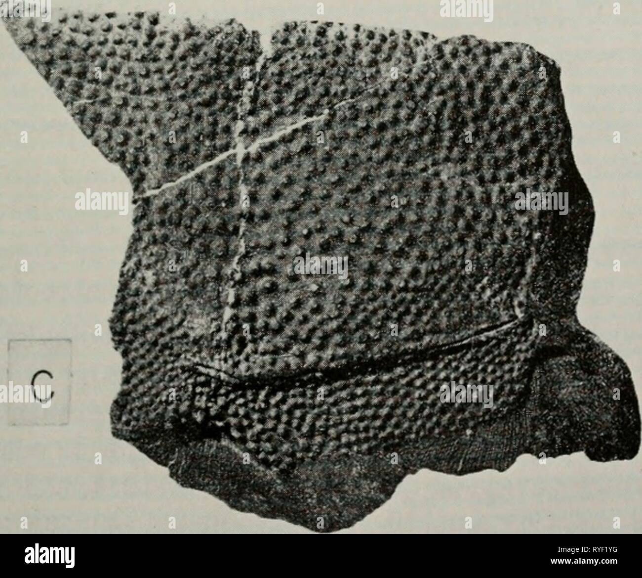 Early Devonian fishes from Utah : Arthrodira earlydevonianfis119deni ...