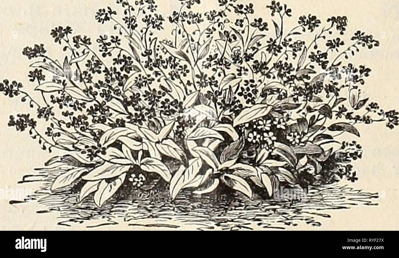 Abyssinian Rose High Resolution Stock Photography and Images - Alamy