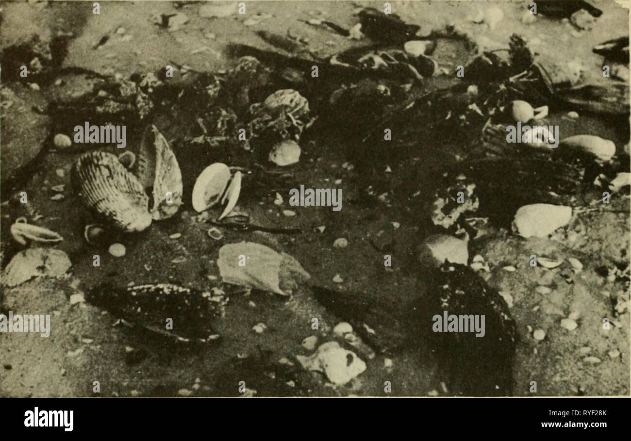 East coast marine shells Stock Photo - Alamy