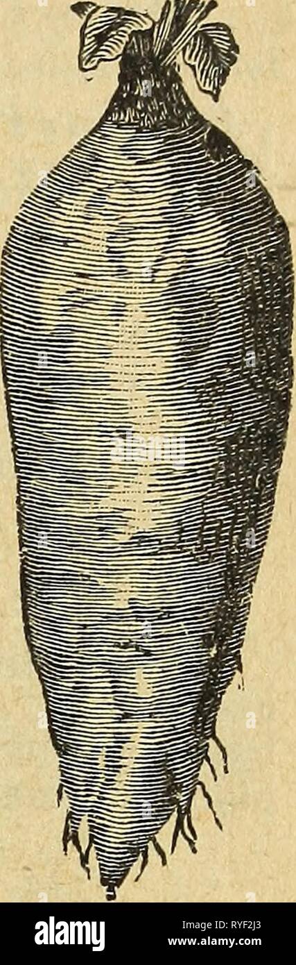 Annabil hi-res stock photography and images - Alamy