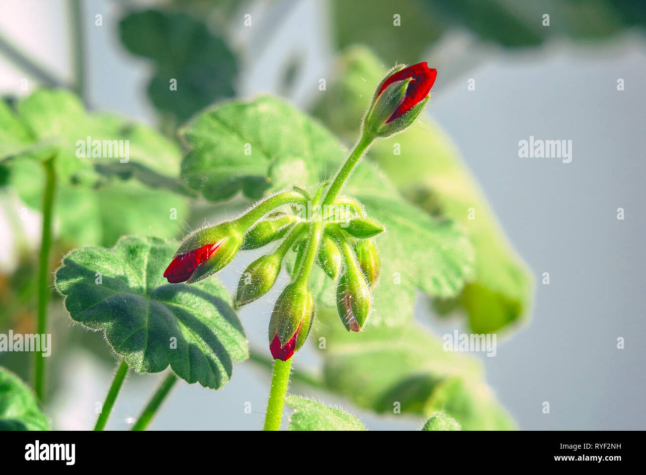 Buds of young red geranium flowers Stock Photo - Alamy