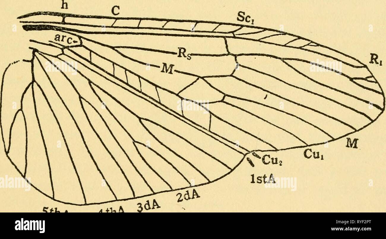 Elementary lessons on insects elementarylesson00need Year: 1928 2dA ...
