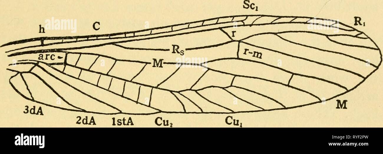 Elementary lessons on insects elementarylesson00need Year: 1928 WHAT AN ...