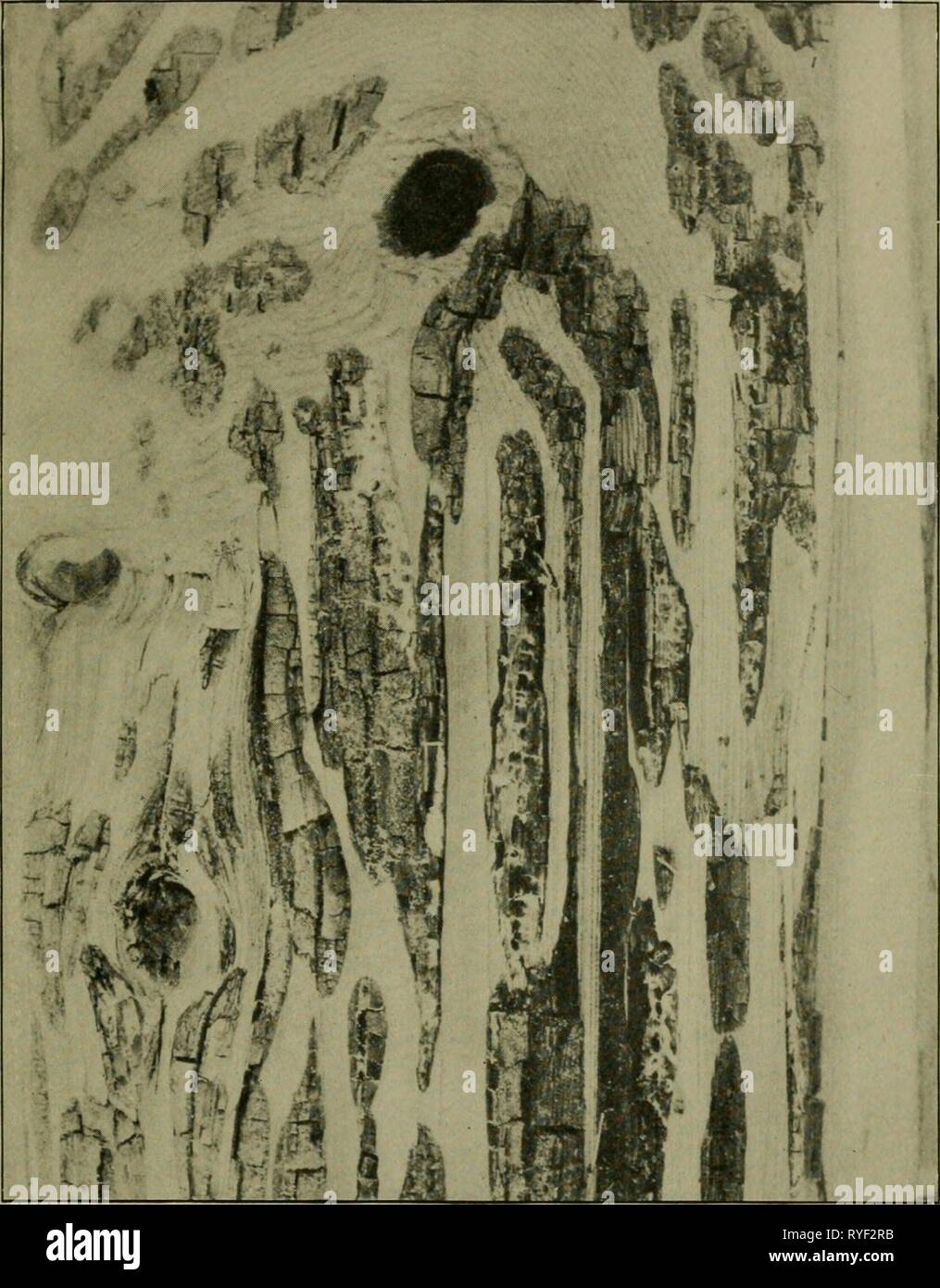 The dry-rot of incense cedar dryrotofincensec00boyc Year: 1920 iul. 871 ...