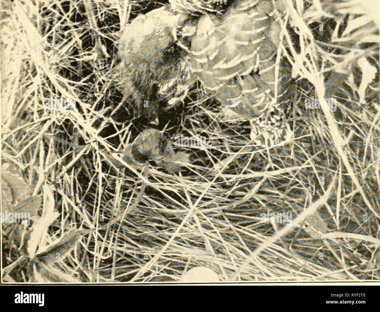 The early life of the Stock Photo - Alamy