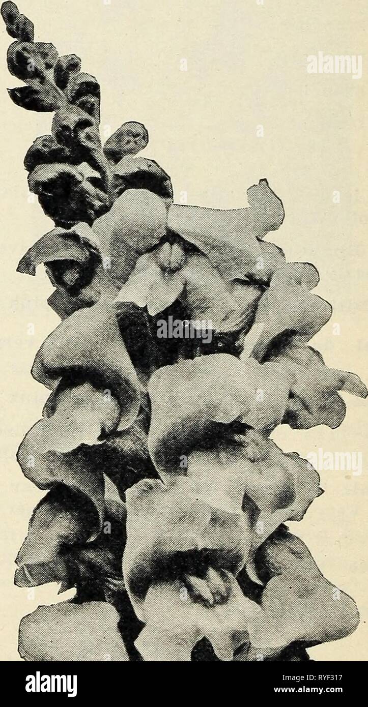 Dutch bulbs for spring blooming Stock Photo - Alamy