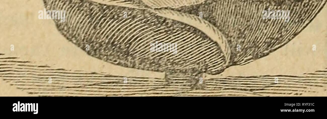 Annabil hi-res stock photography and images - Alamy