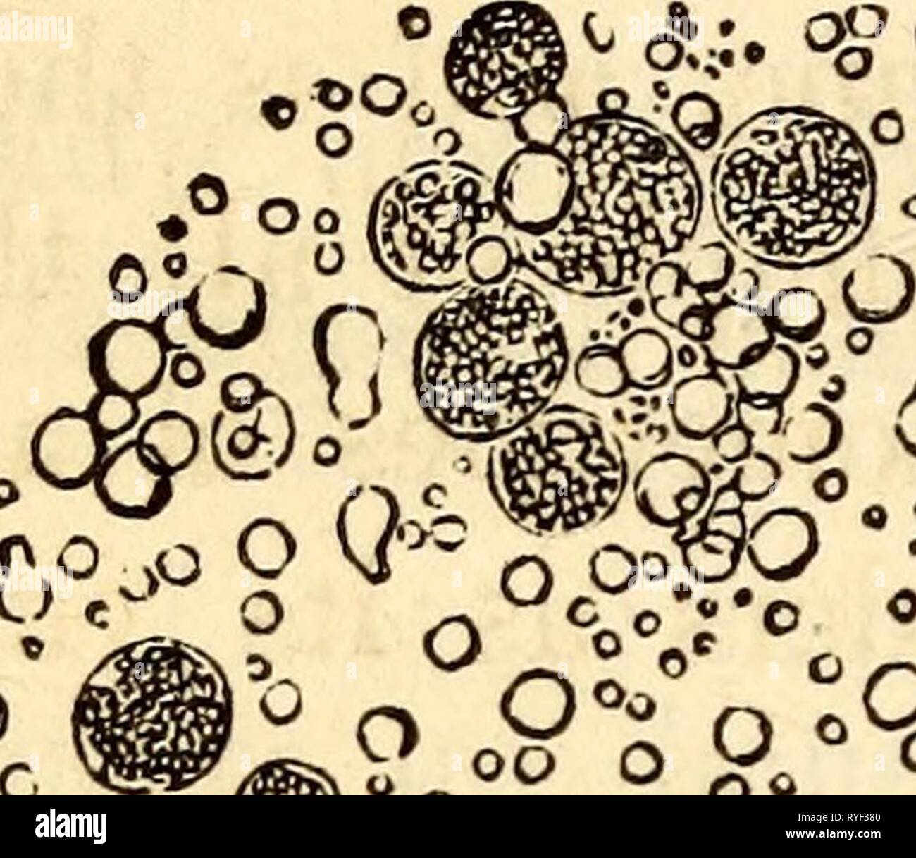 Elementary anatomy and physiology : for colleges, academies, and other ...