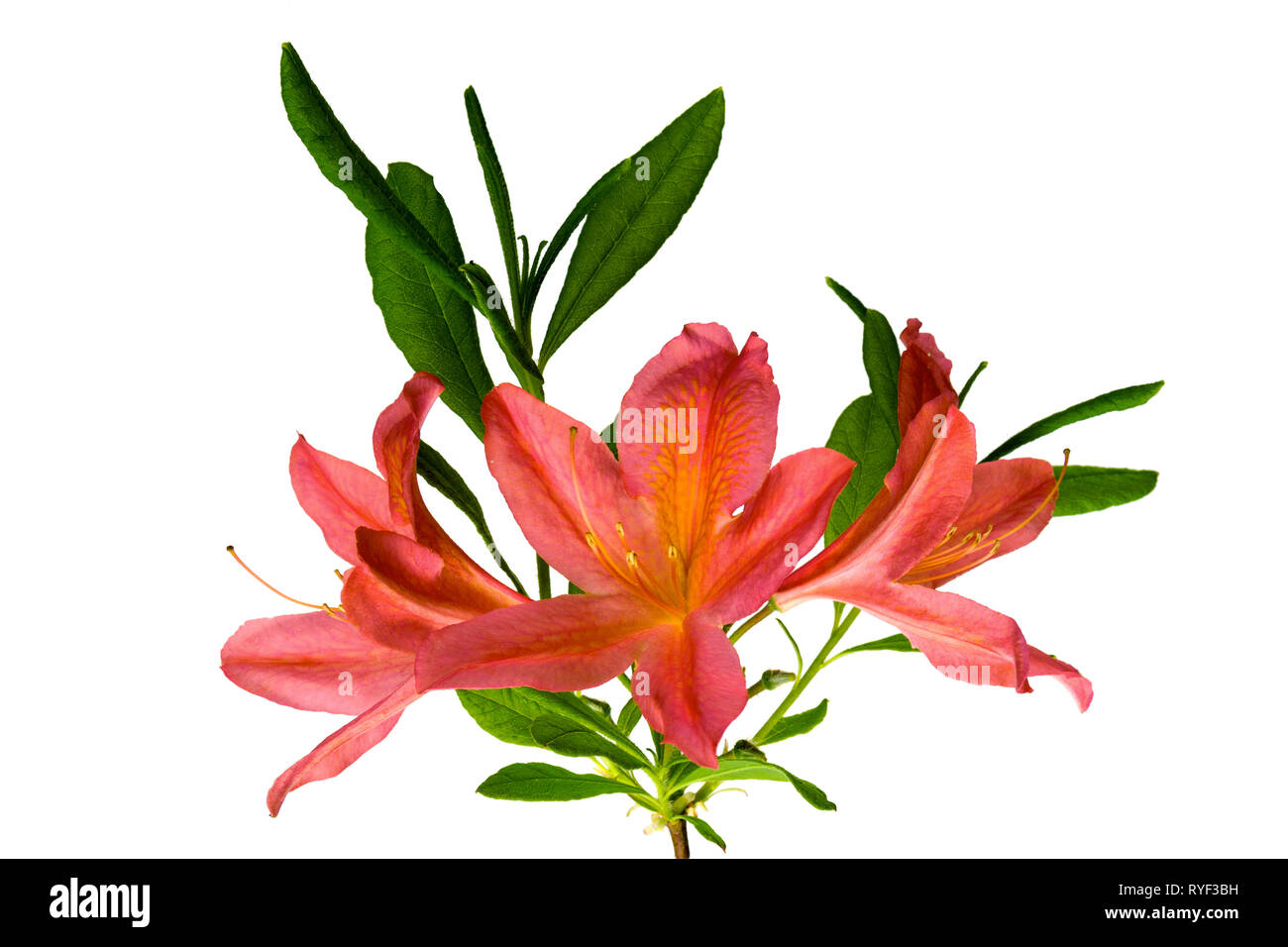 Rhododendron isolated on white background Stock Photo - Alamy