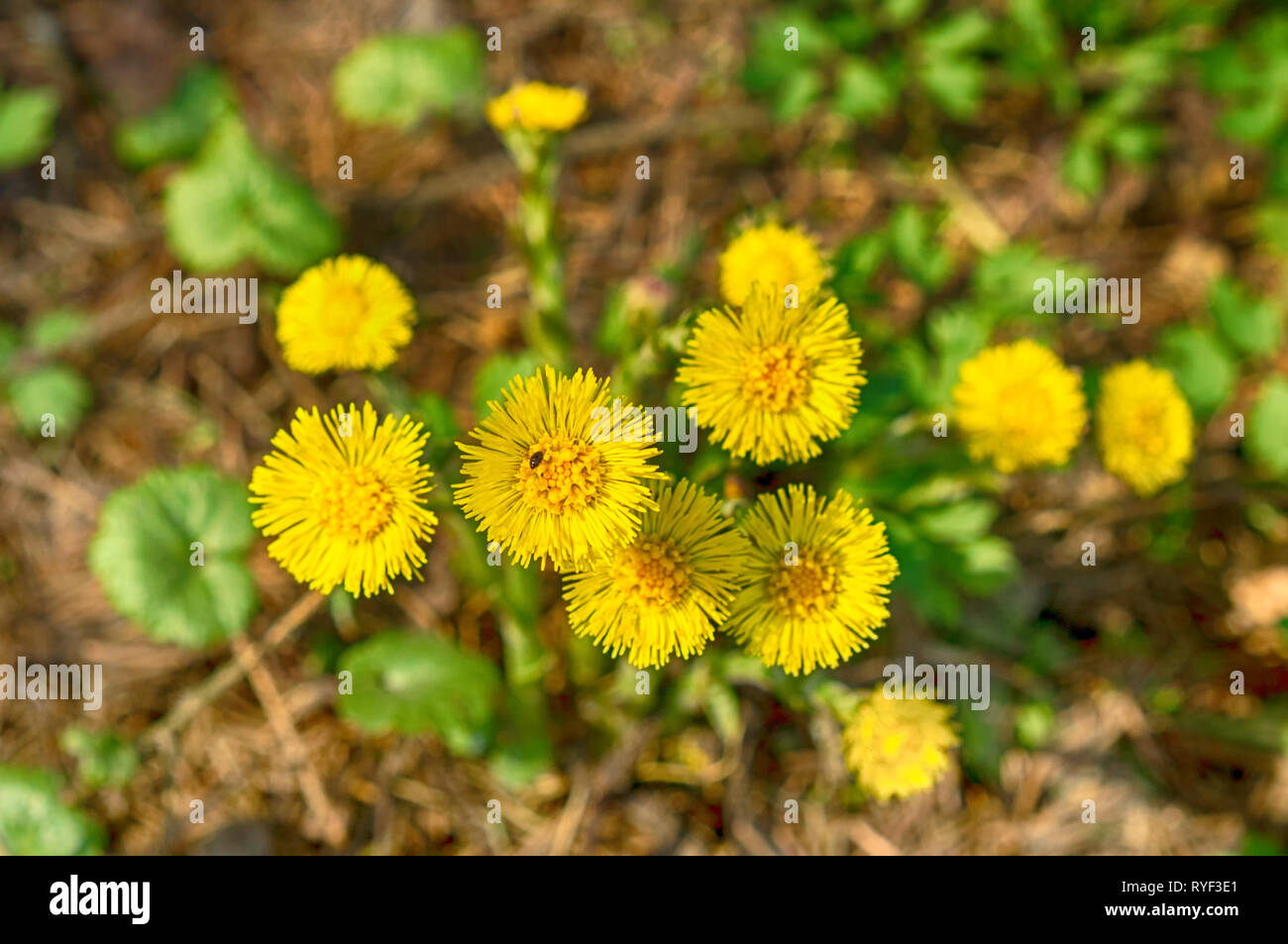 Tussilago farfara medical plant. Coltsfoot (Tussilago farfara L ...