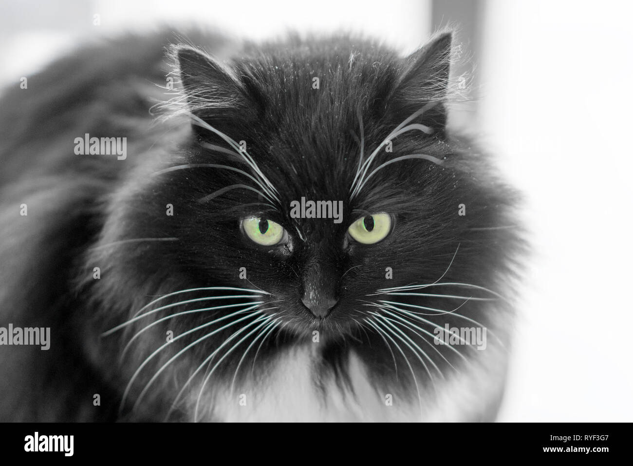 portrait of a black and white fluffy cat Stock Photo - Alamy