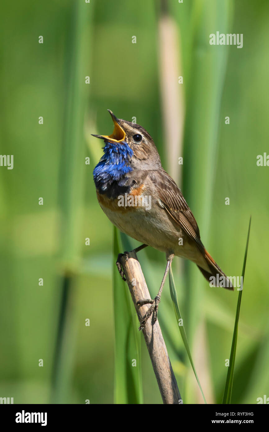 Songbird reed hi-res stock photography and images - Alamy