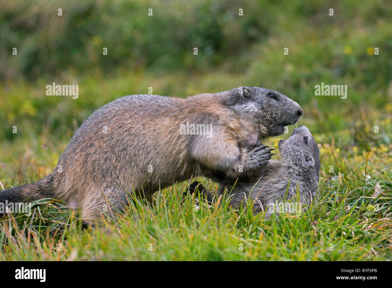 Baby marmot hi-res stock photography and images - Alamy