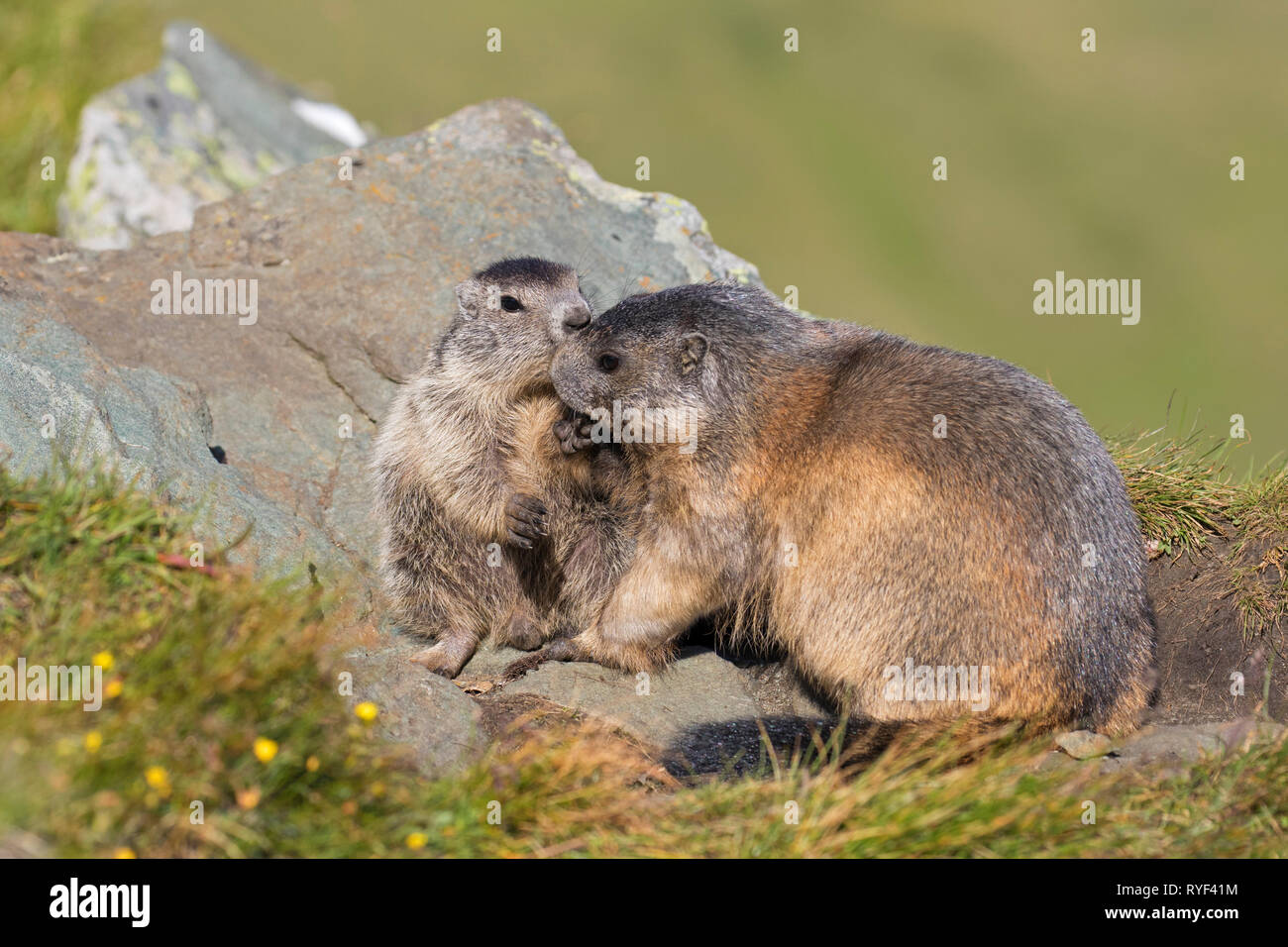 Baby marmot hi-res stock photography and images - Alamy