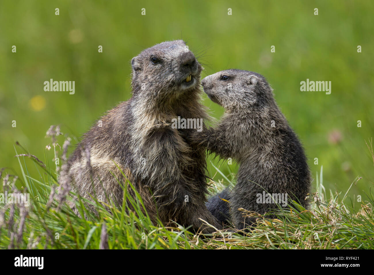Alpine marmot family hi-res stock photography and images - Alamy