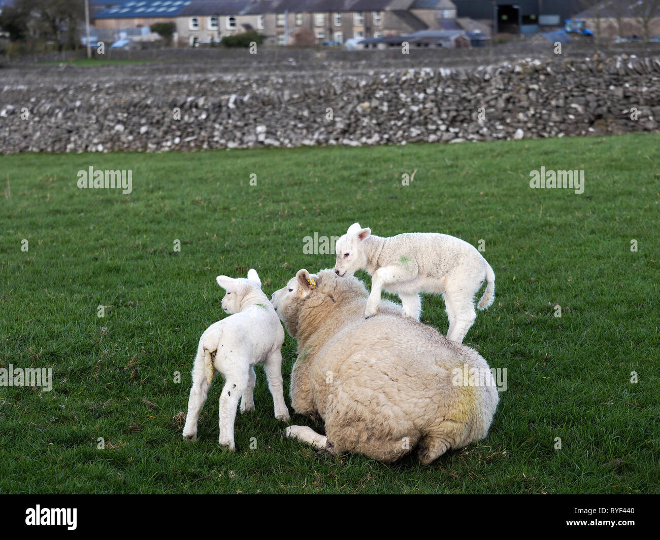 Lambs in springtime England Stock Photo - Alamy