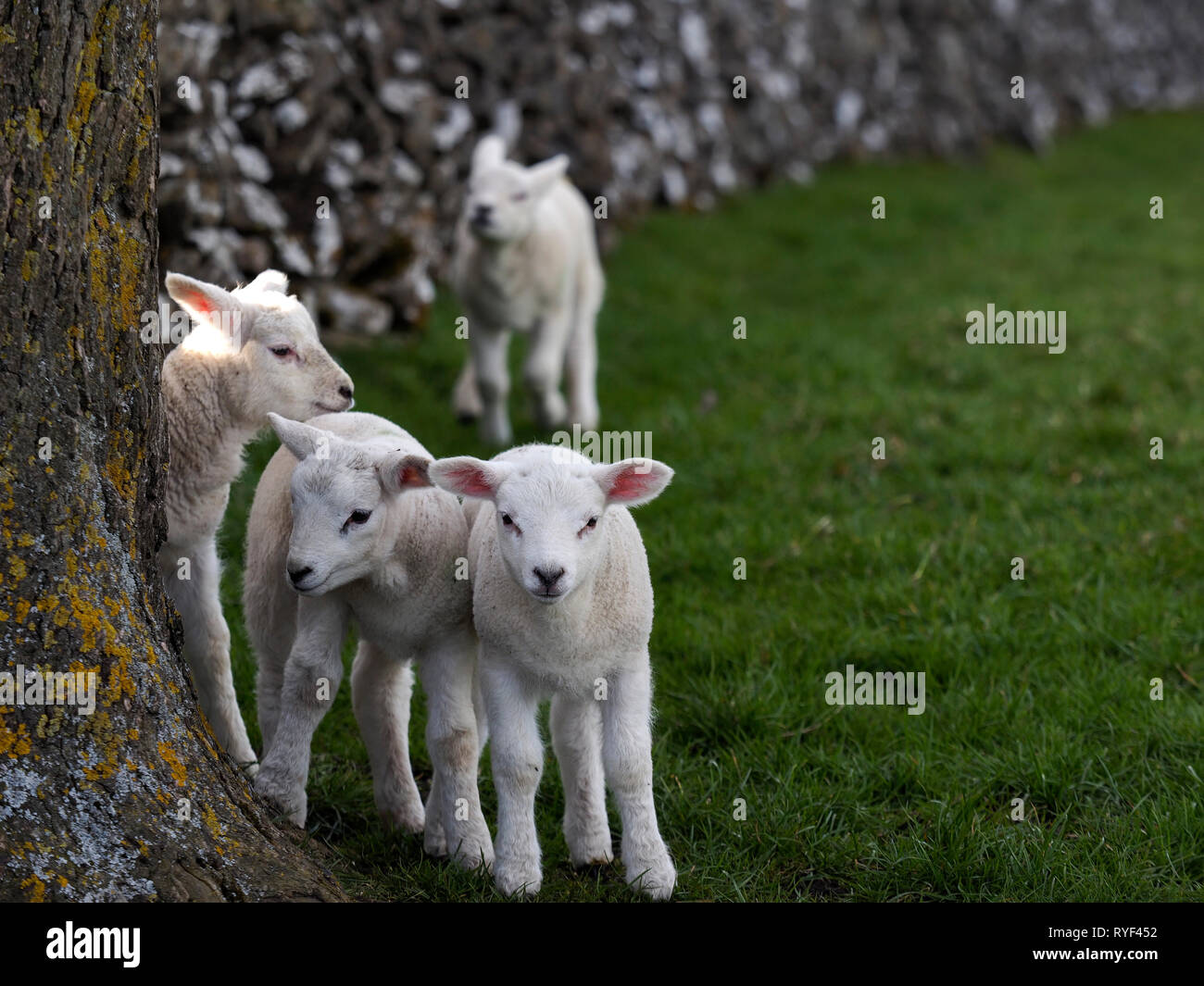 Frolicking lambs hi-res stock photography and images - Alamy