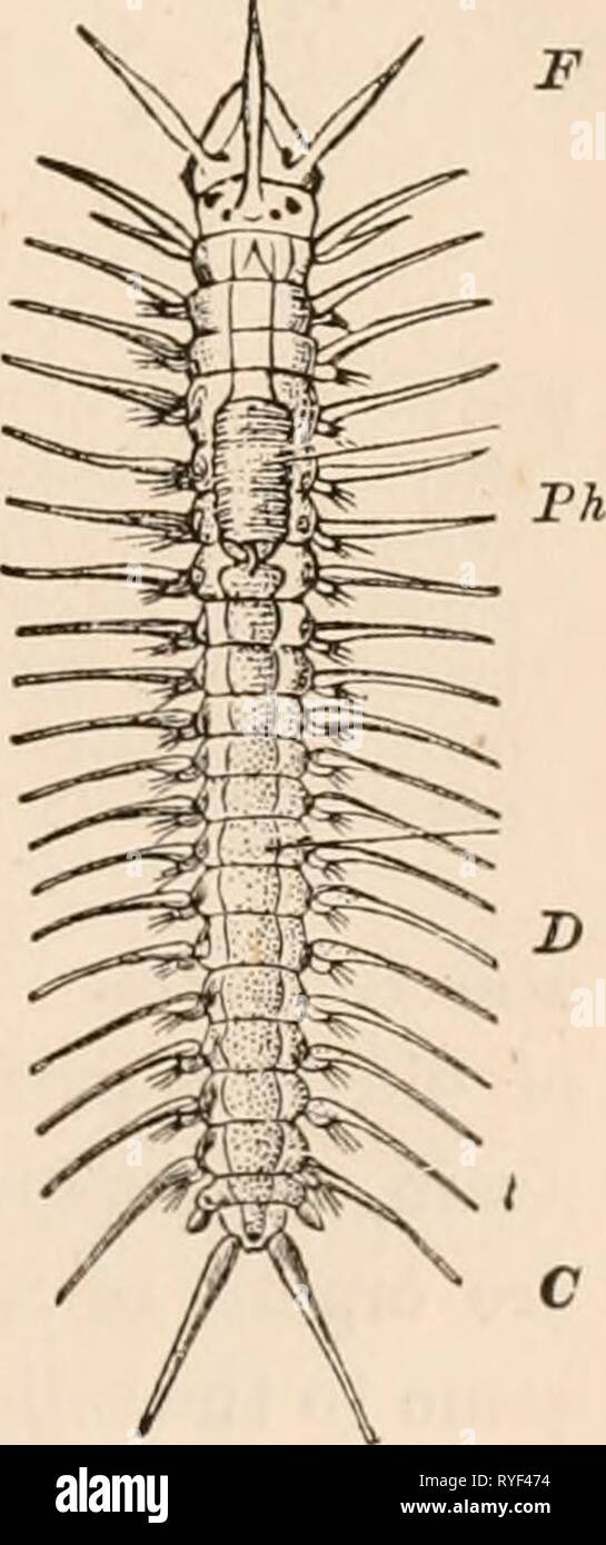Ephyra larva hi-res stock photography and images - Alamy