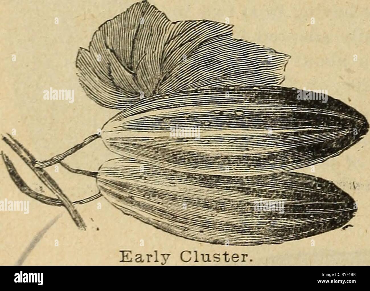 E Annabil & Co's seed Stock Photo - Alamy