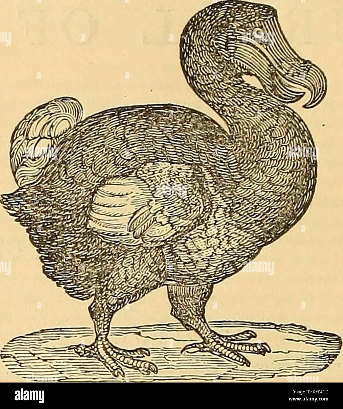 Dodo in natural history museum hi-res stock photography and images - Alamy