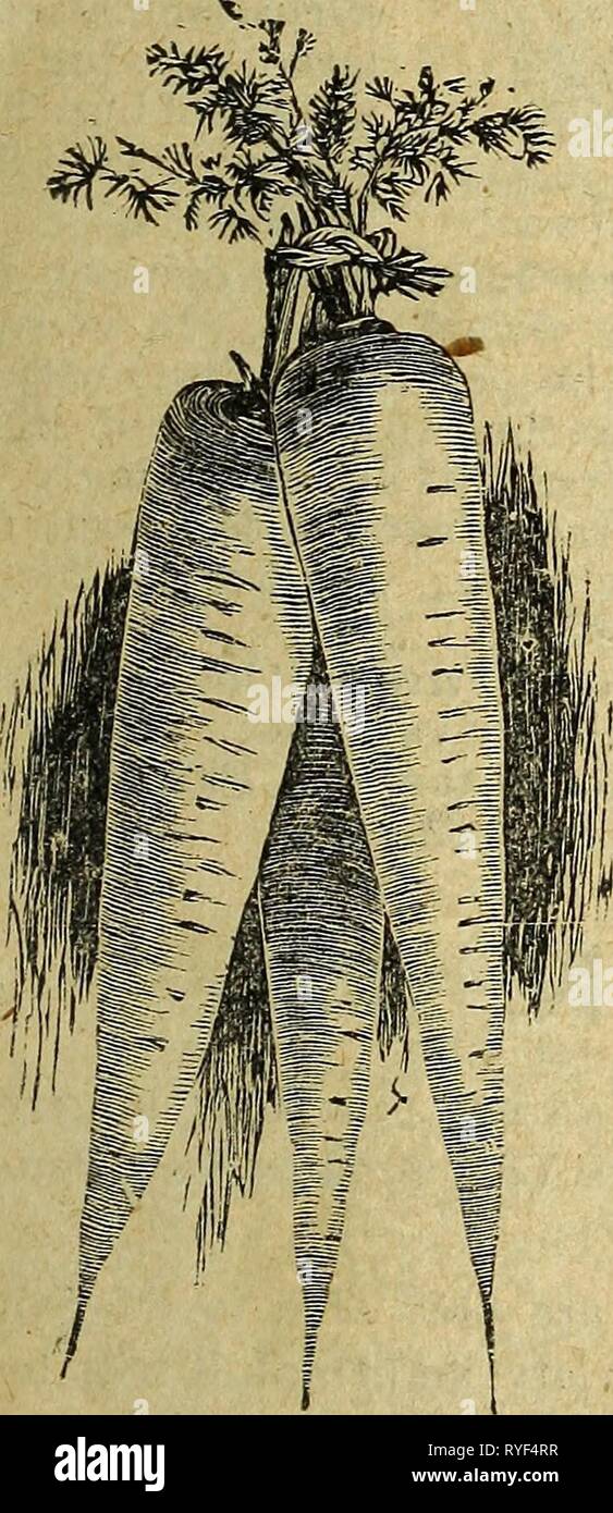 E Annabil & Co's seed Stock Photo - Alamy