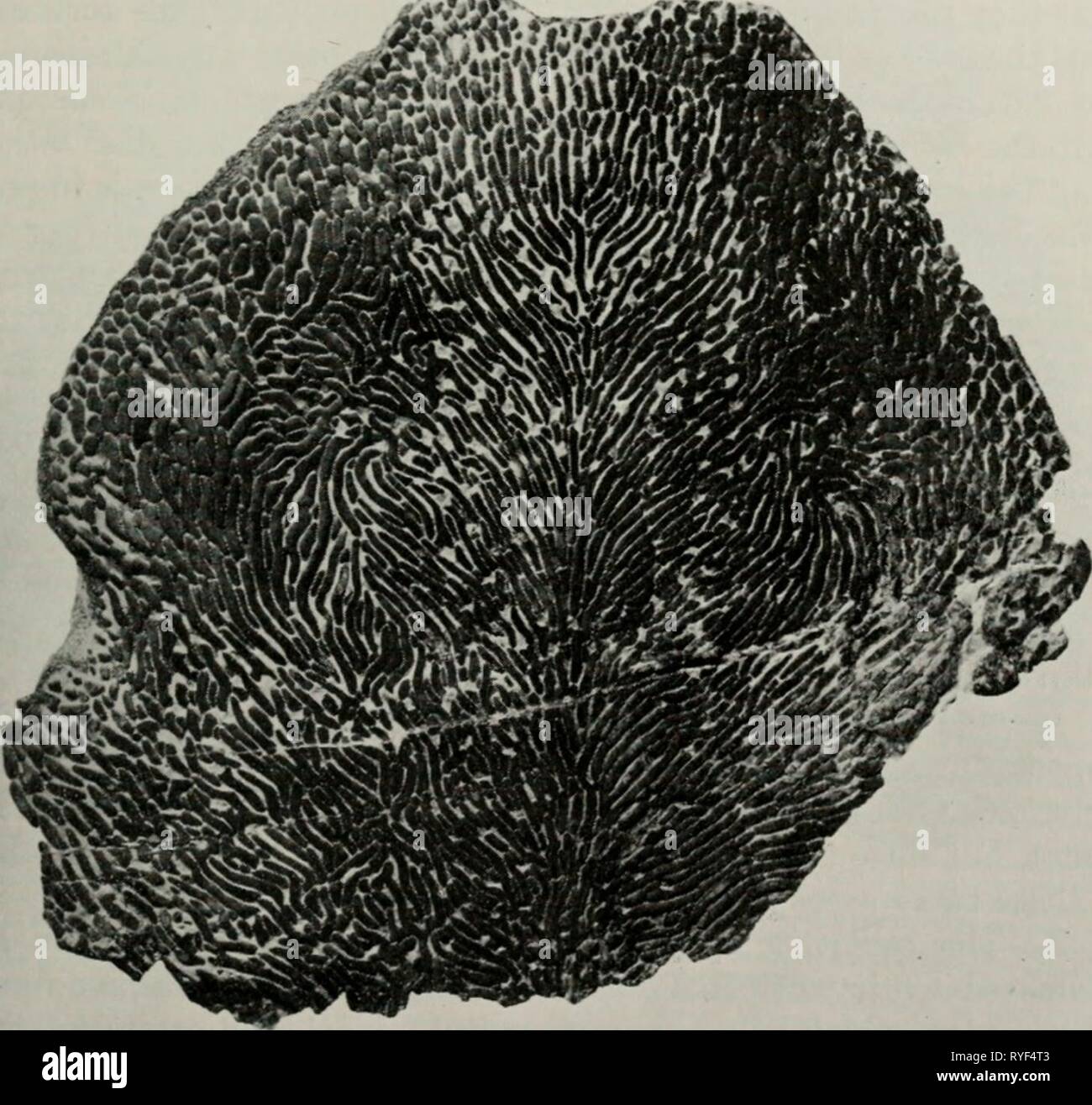 Early Devonian fishes from Utah Stock Photo - Alamy